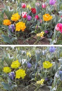 Comprendre le Daltonisme : Anomalies de Perception des Couleurs